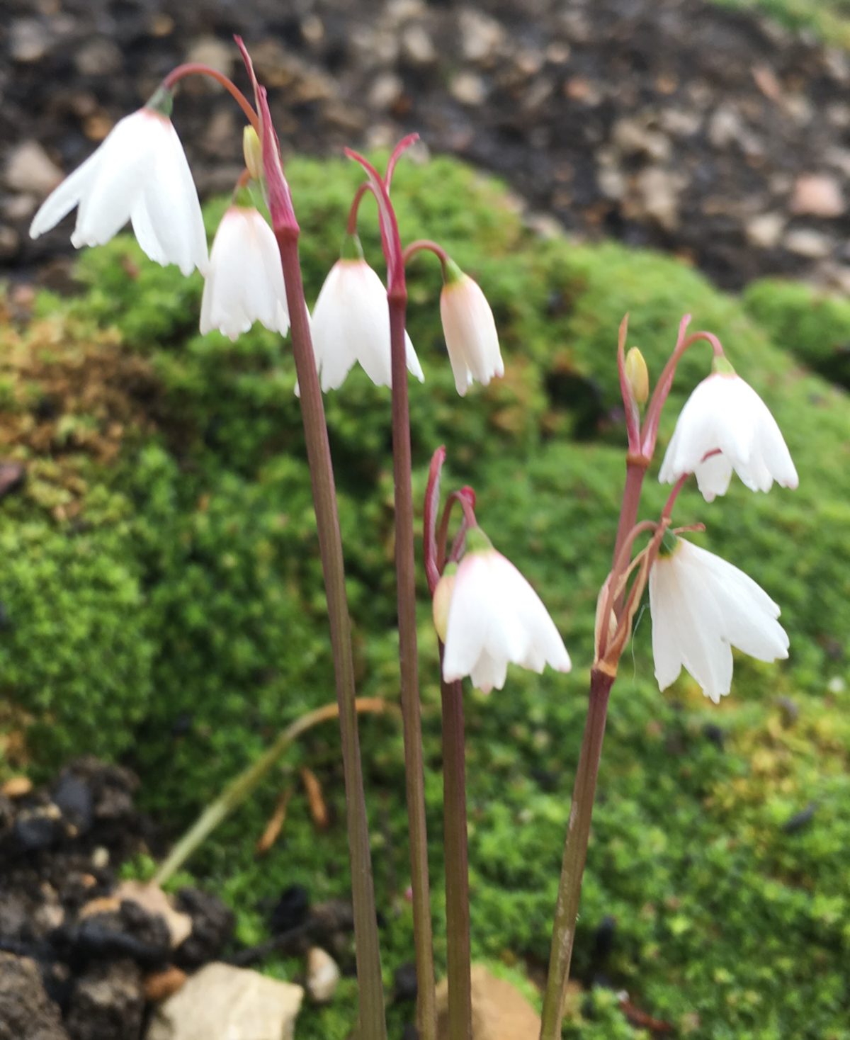 Acis Autumnalis (Leucojum Autumnalis) AGM - D'arcy and Everest