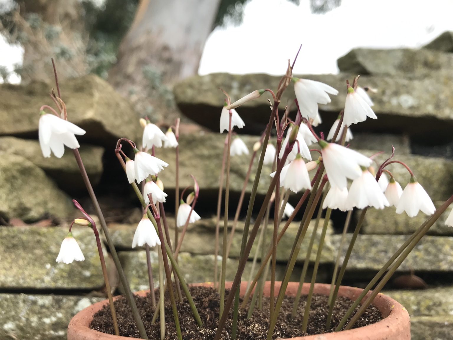 Acis Autumnalis (Leucojum Autumnalis) AGM - D'arcy and Everest