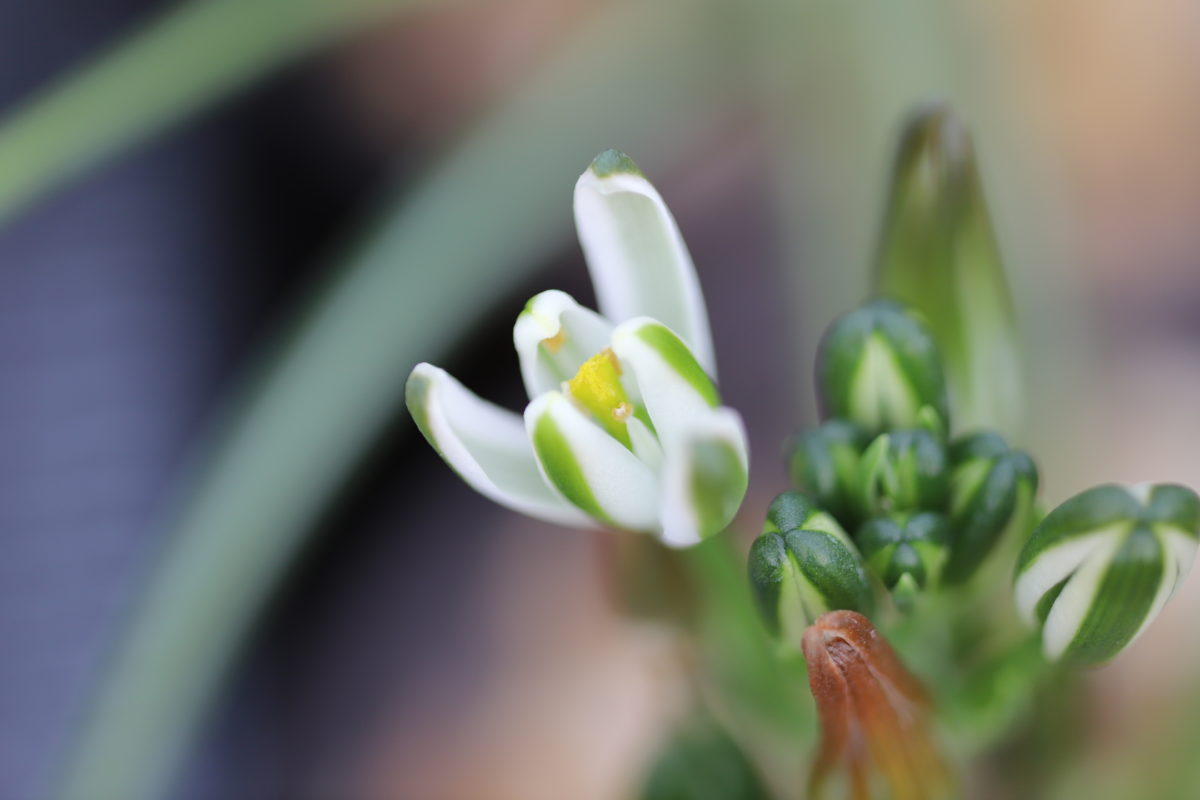 Albuca Humilis - D'arcy and Everest