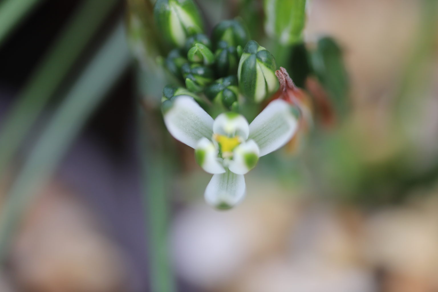 Albuca Humilis - D'arcy and Everest