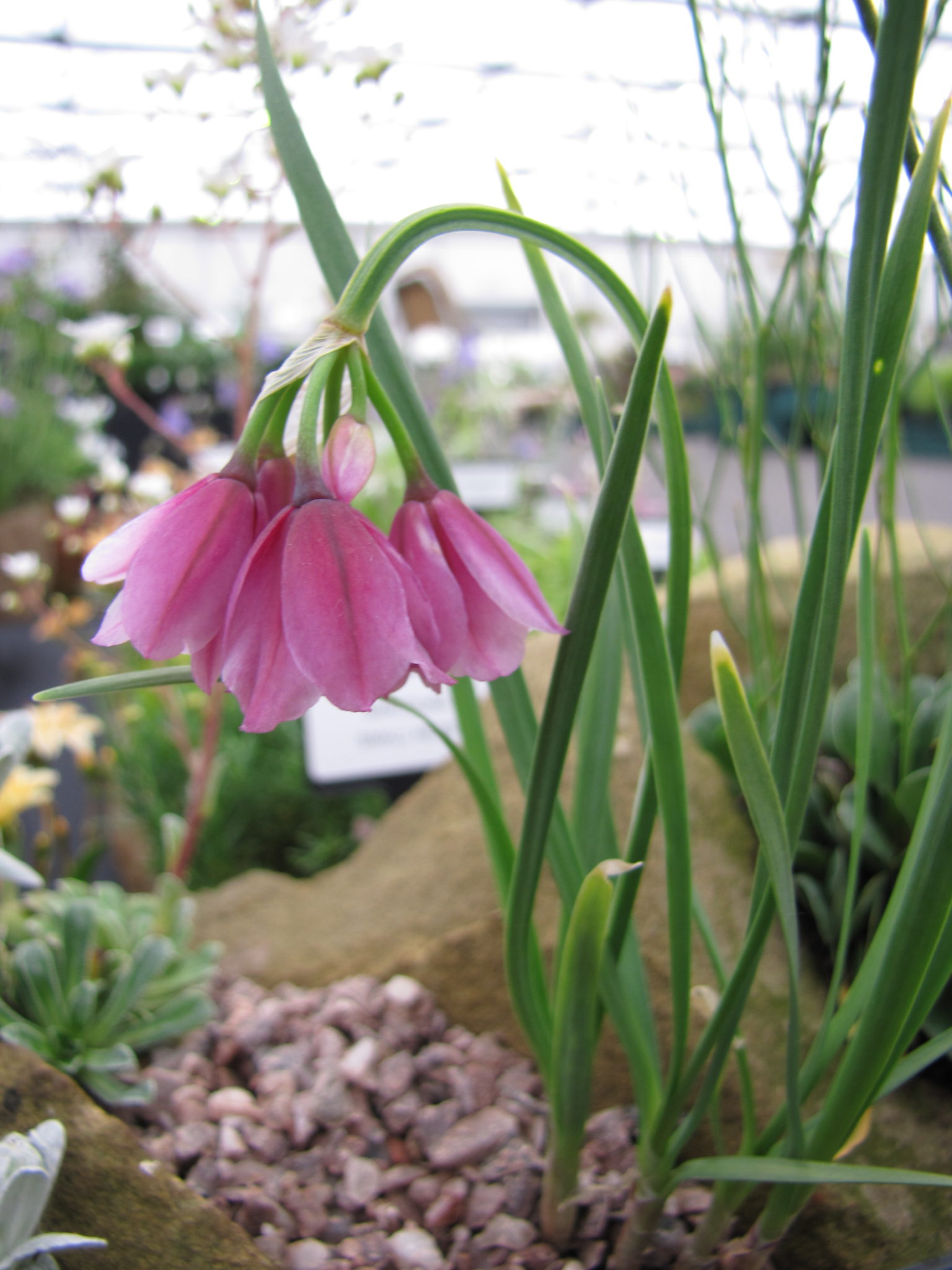 Allium Insubricum AGM - D'arcy and Everest