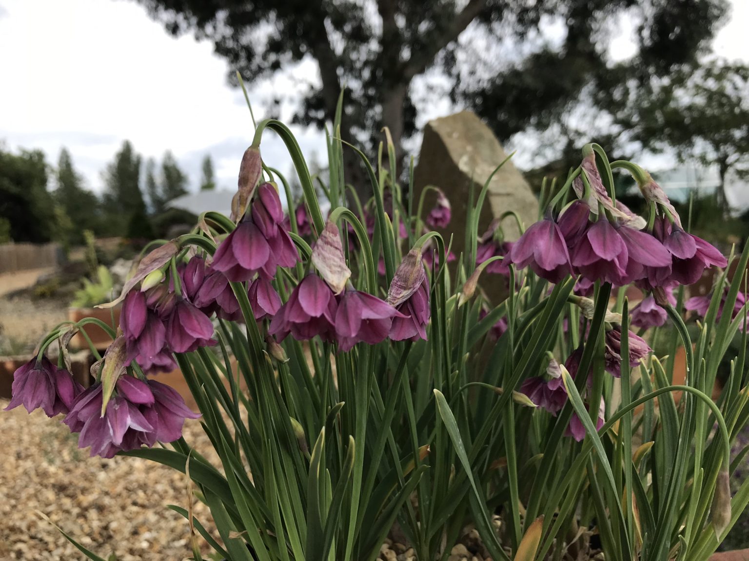 Allium Insubricum AGM - D'arcy and Everest