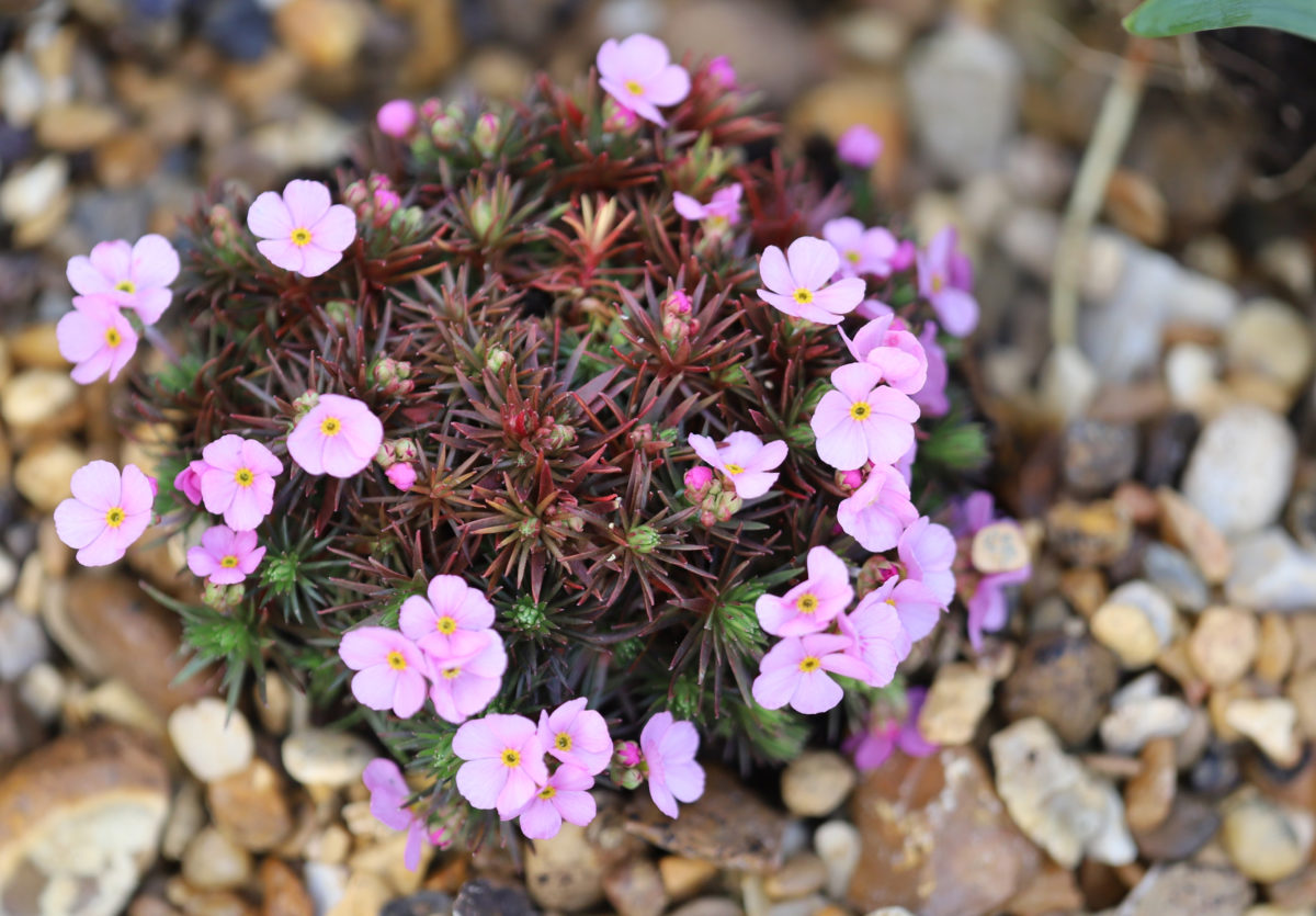 Androsace Carnea Subsp Laggeri AGM - D'arcy and Everest
