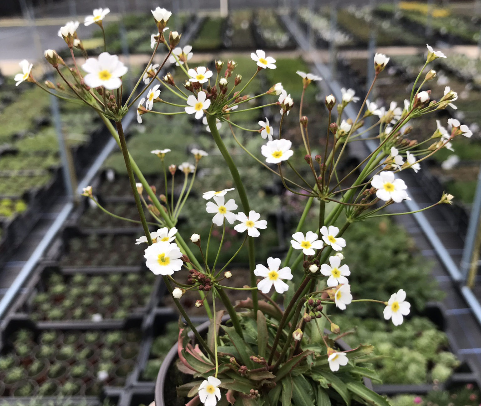 Androsace Septentrionalis Stardust - D'arcy and Everest