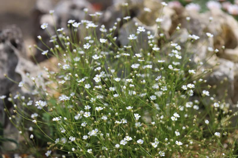 Androsace Septentrionalis Stardust - D'arcy and Everest