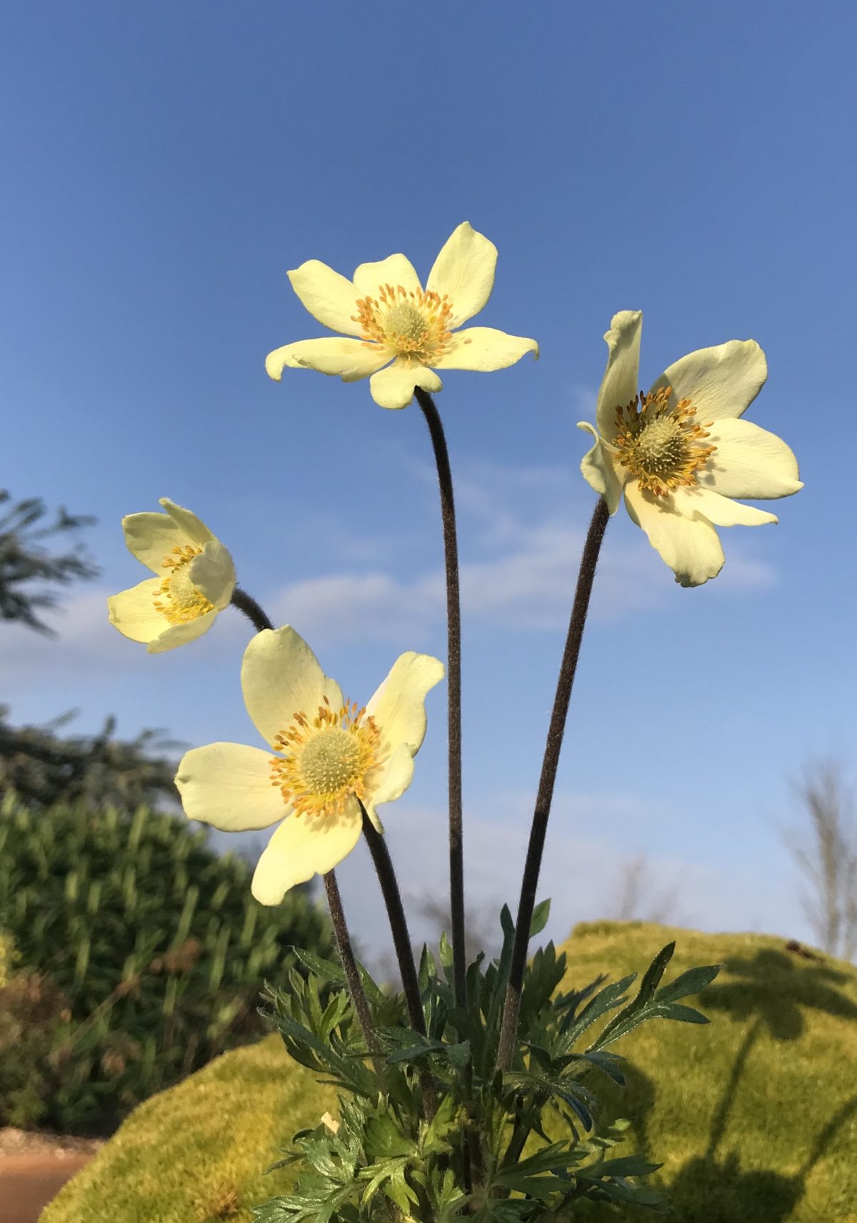 Anemone multifida var' magellanica (Poir) - D'arcy and Everest