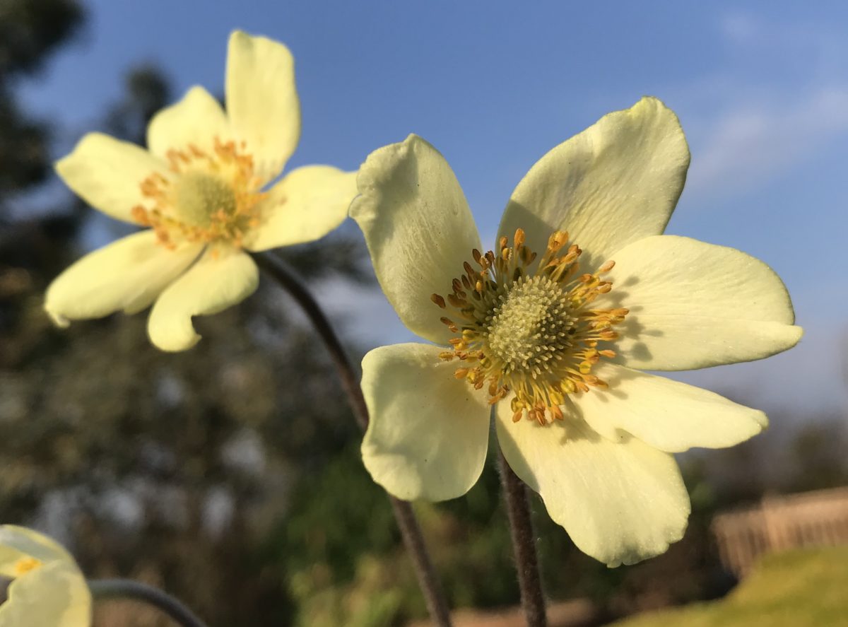 Anemone multifida var' magellanica (Poir) - D'arcy and Everest
