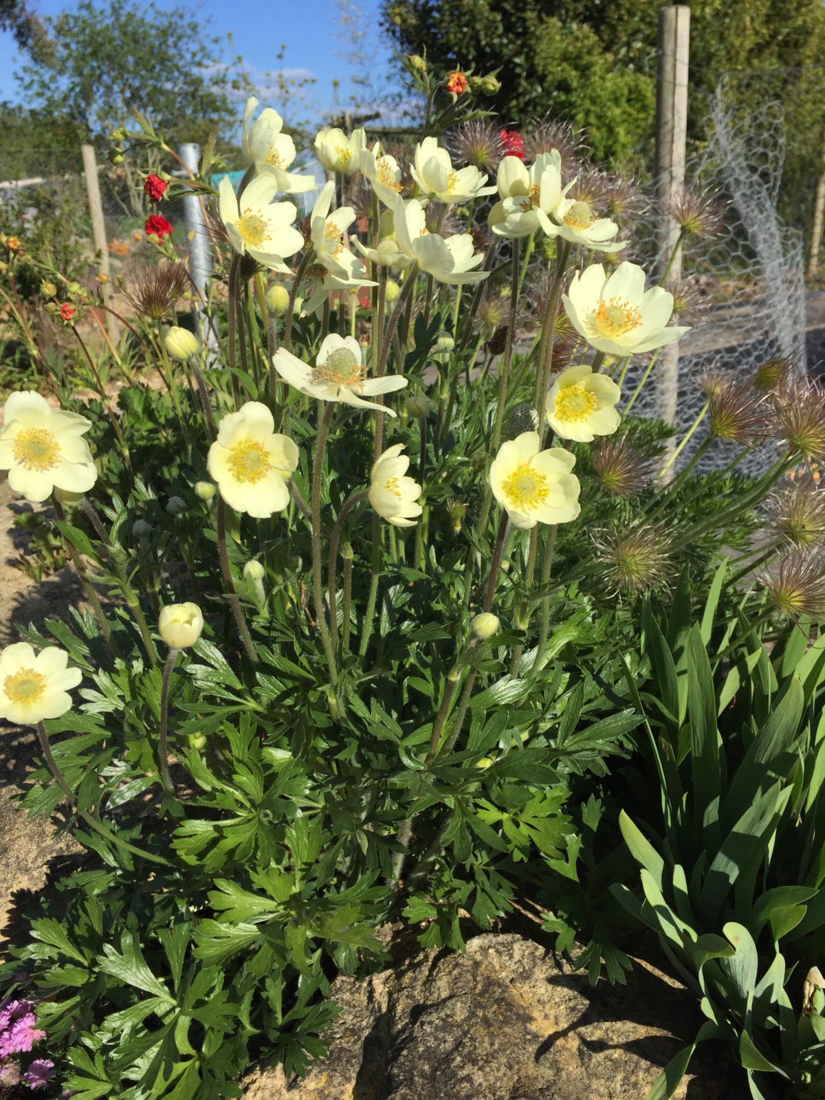 Anemone multifida var' magellanica (Poir) - D'arcy and Everest