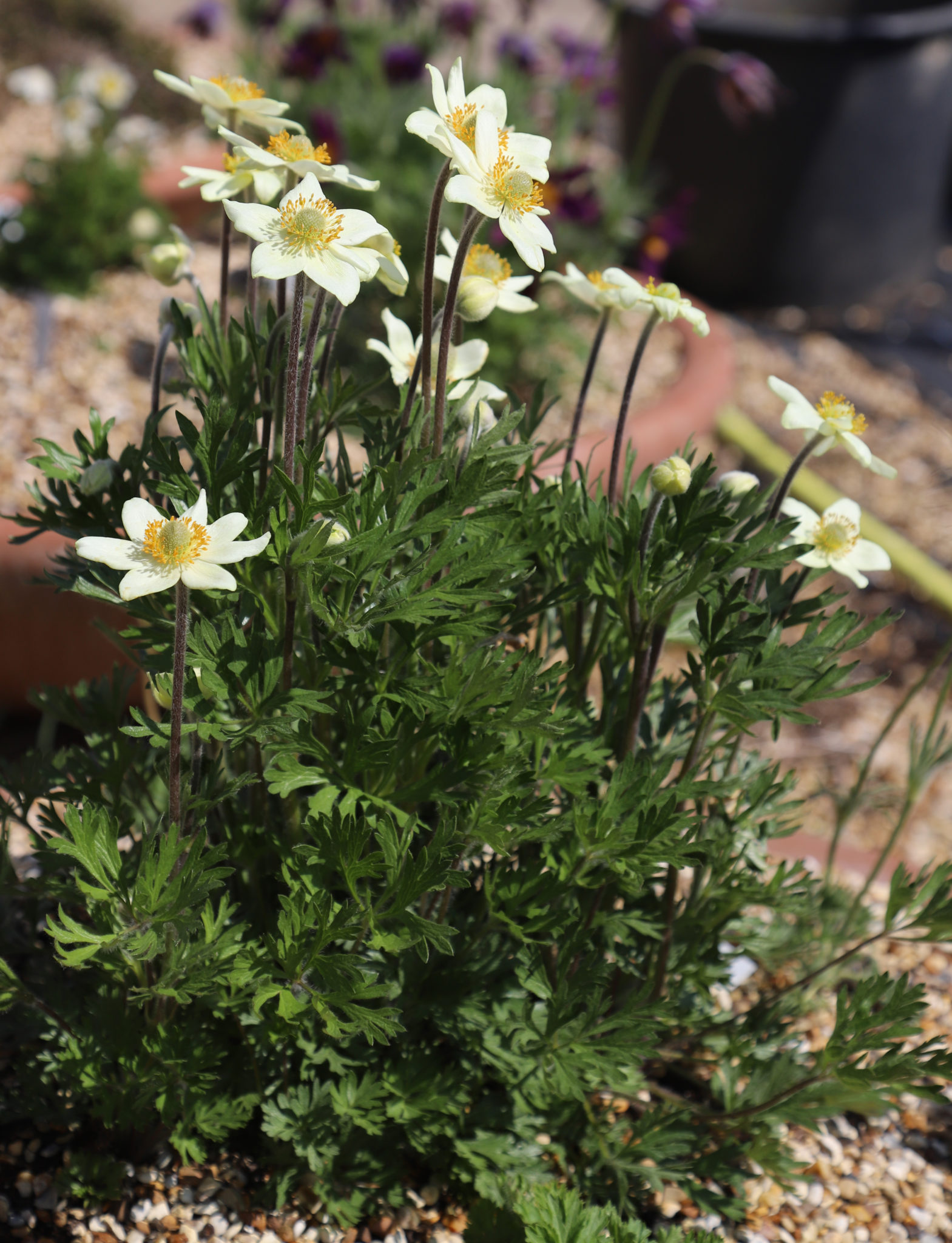 Anemone multifida var' magellanica (Poir) - D'arcy and Everest