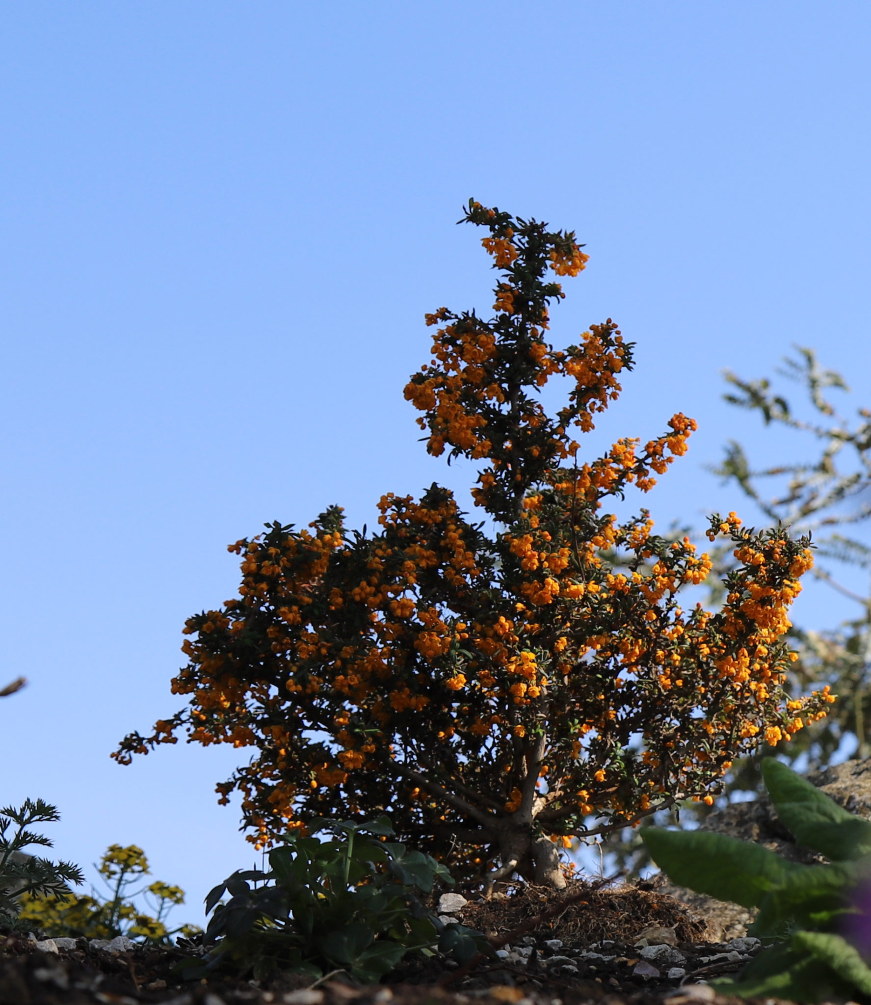 Berberis stenophylla corallina compacta AGM - D'arcy and Everest
