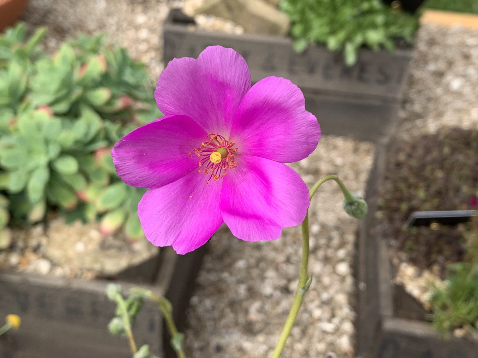 Calandrinia Grandiflora (Cistanthe grandiflora) - D'arcy and Everest
