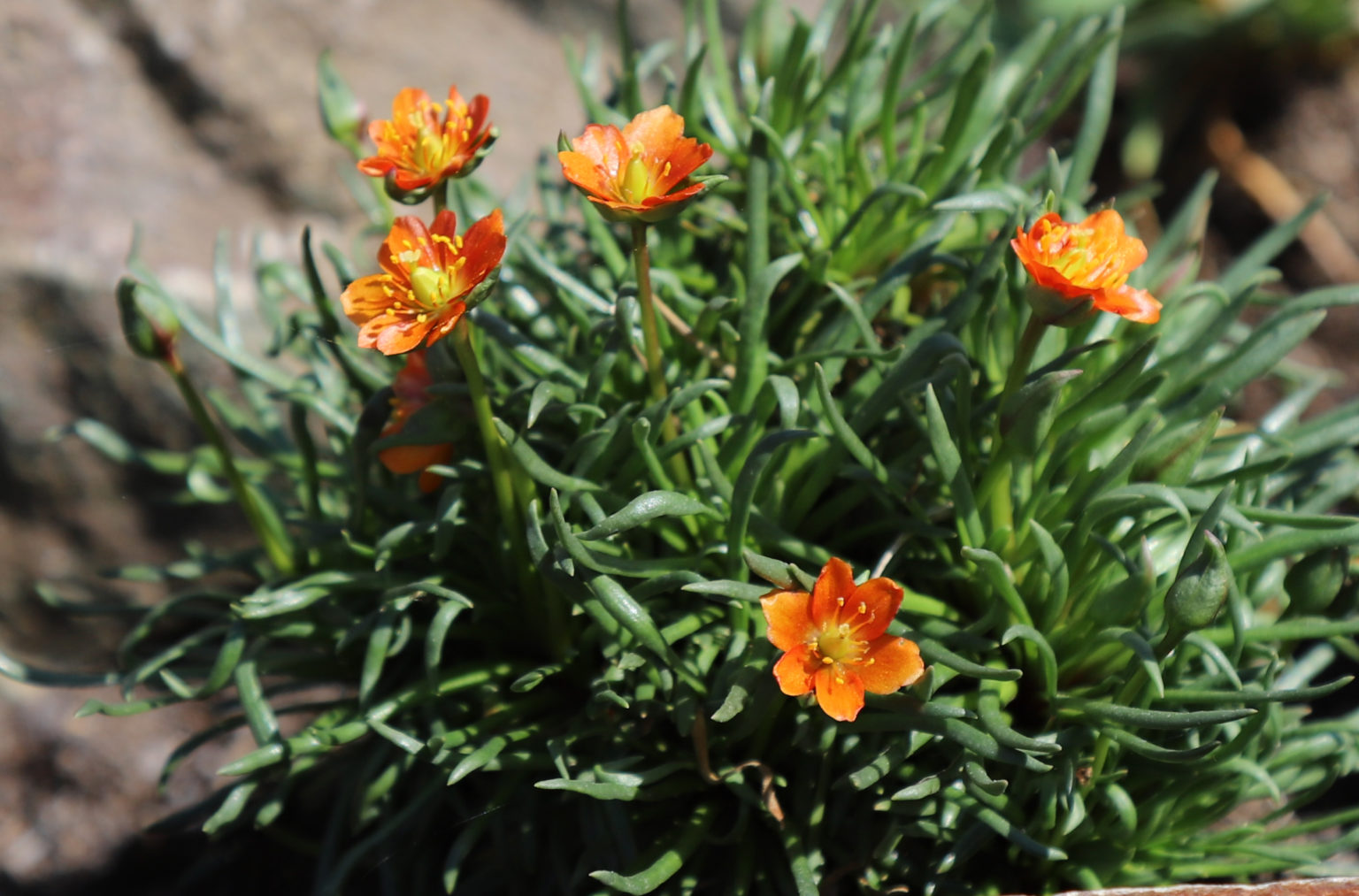 Calandrinia caespitosa 'Darcies dreams' - D'arcy and Everest