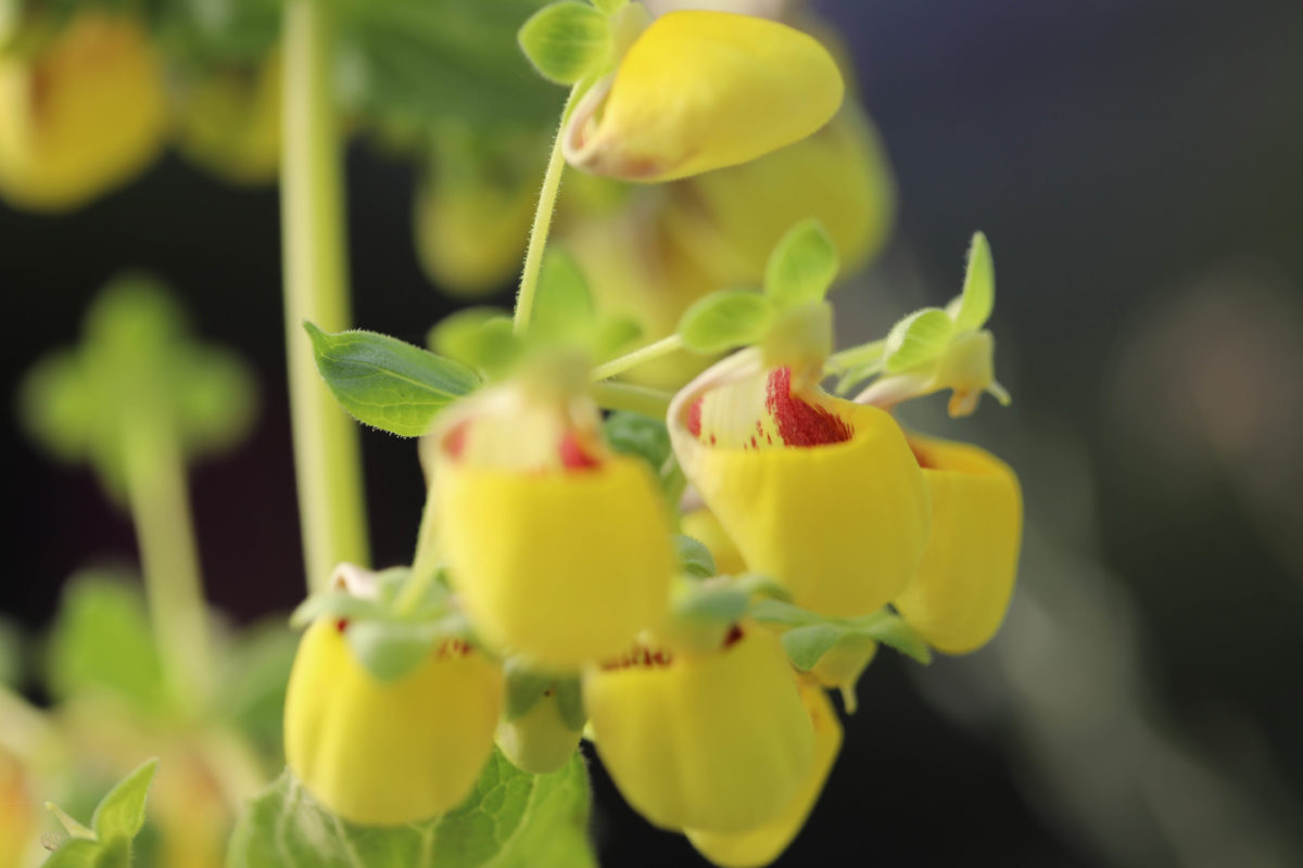 Calceolaria Paralia lemon drops - D'arcy and Everest