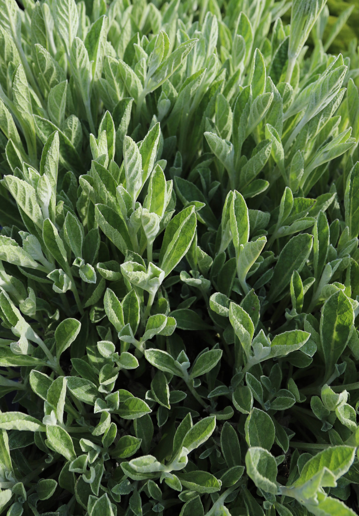 Calceolaria arachnoidea Darcies Velvet - D'arcy and Everest