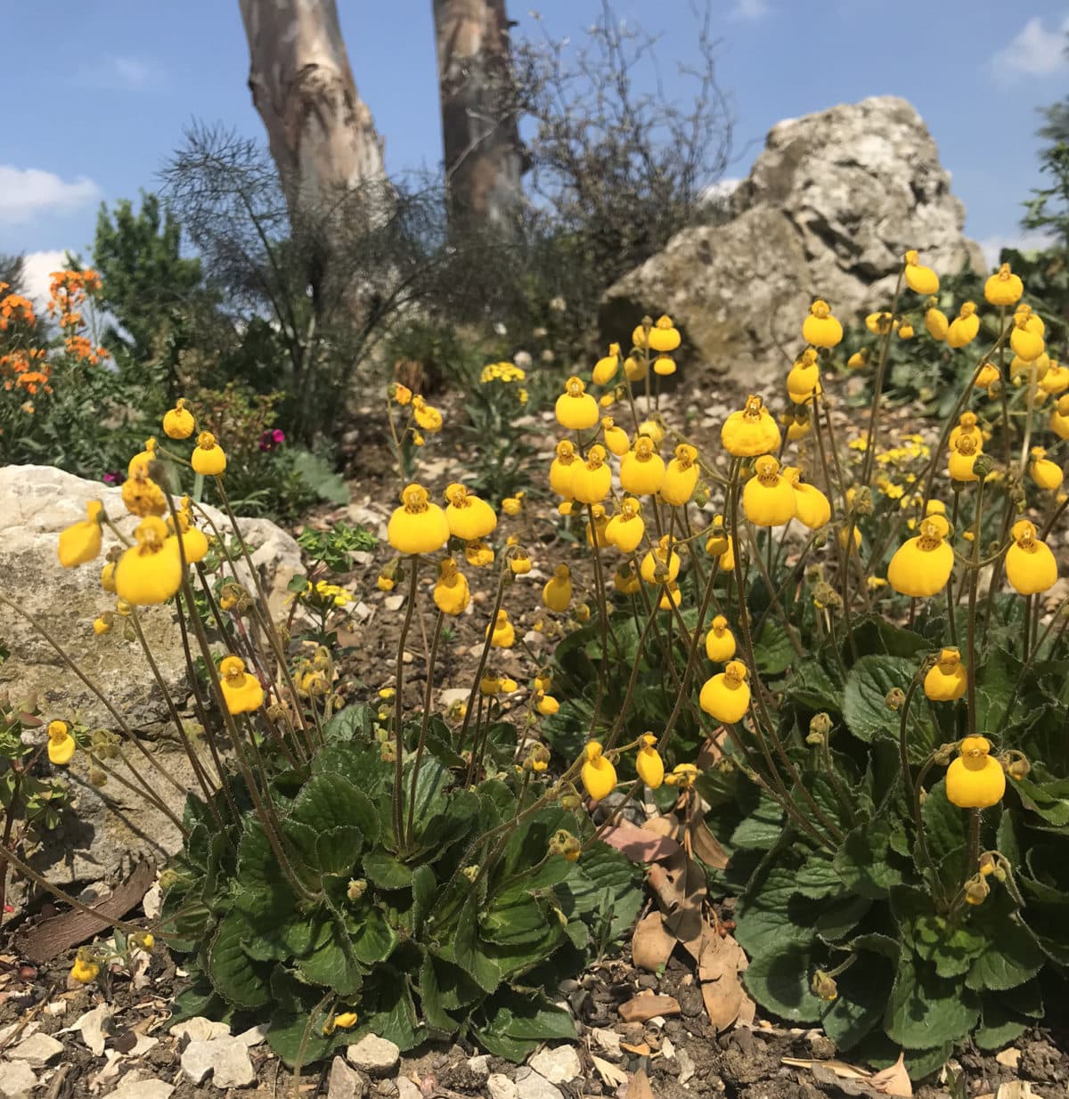 Calceolaria biflora - D'arcy and Everest