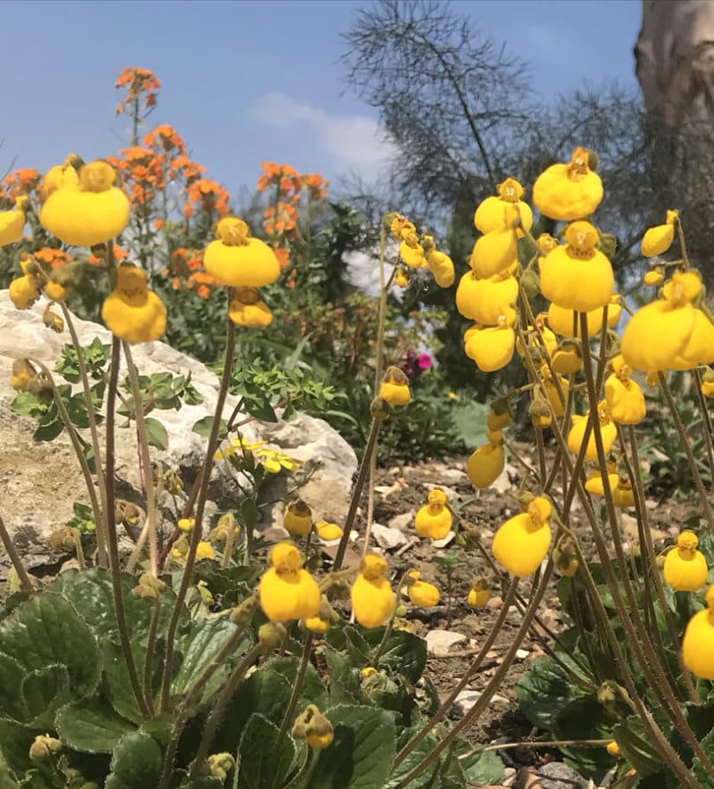 Calceolaria biflora - D'arcy and Everest