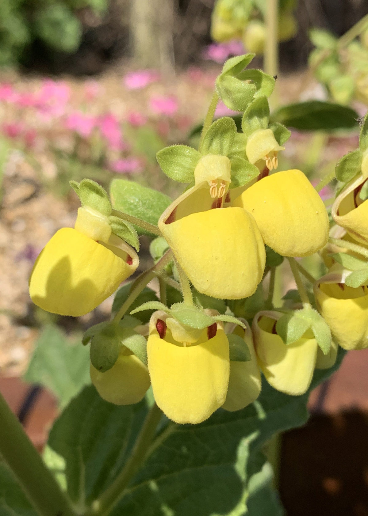 Calceolaria Paralia lemon drops - D'arcy and Everest