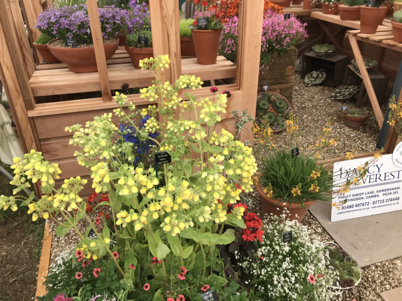 Calceolaria Paralia lemon drops - D'arcy and Everest