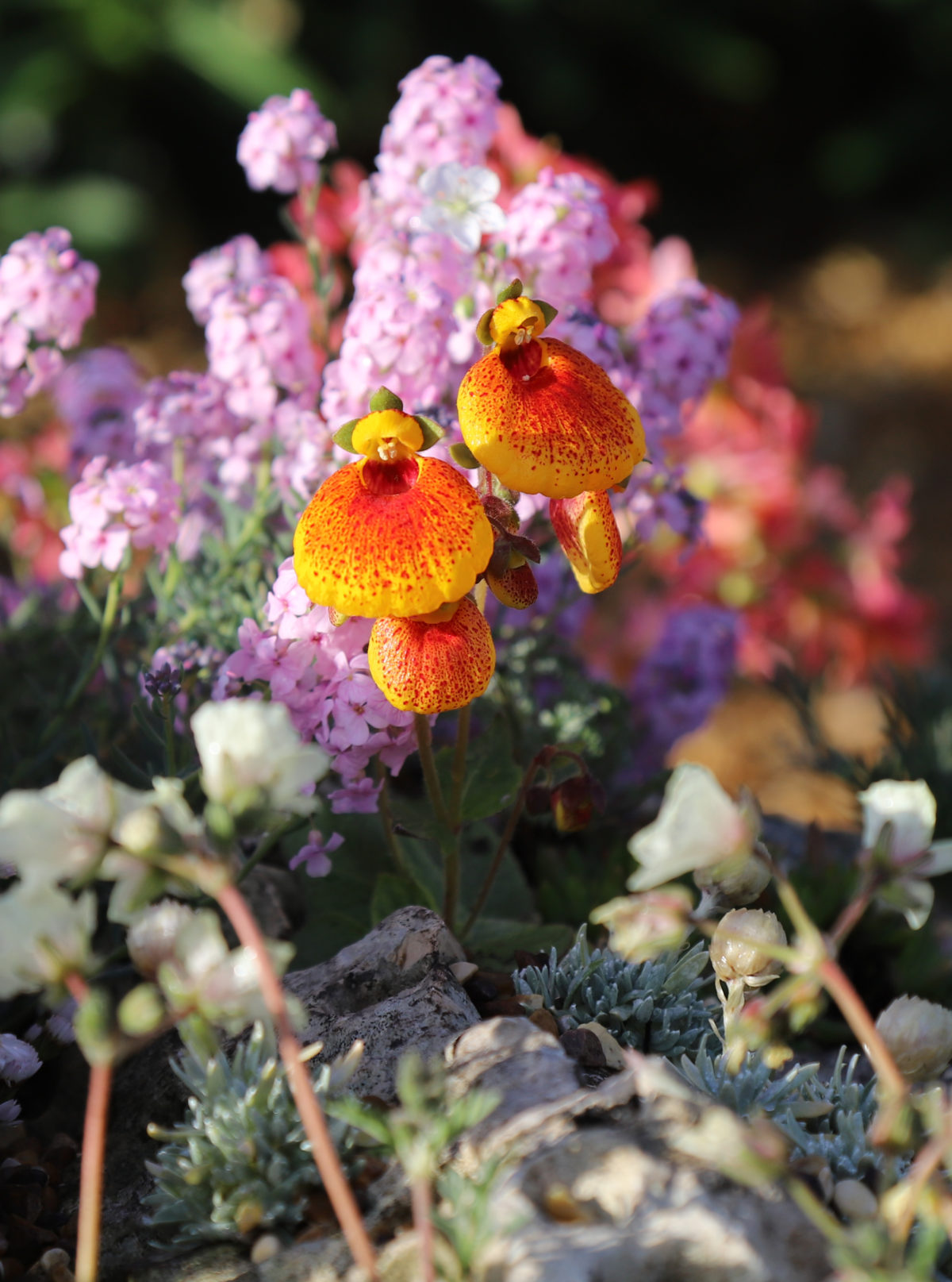 Calceolaria Sunset Orange - D'arcy and Everest