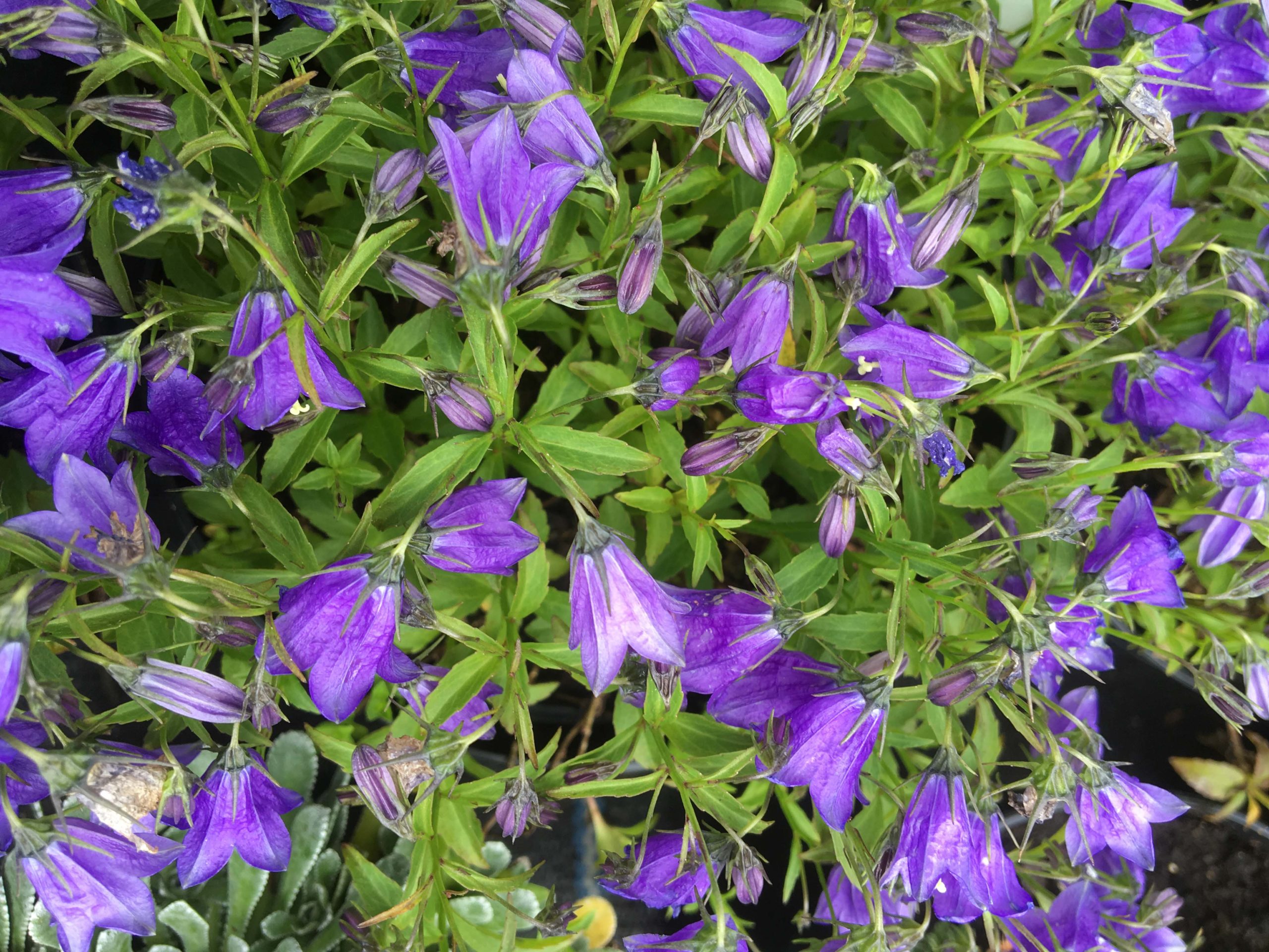 Campanula x wockei puck - D'arcy and Everest