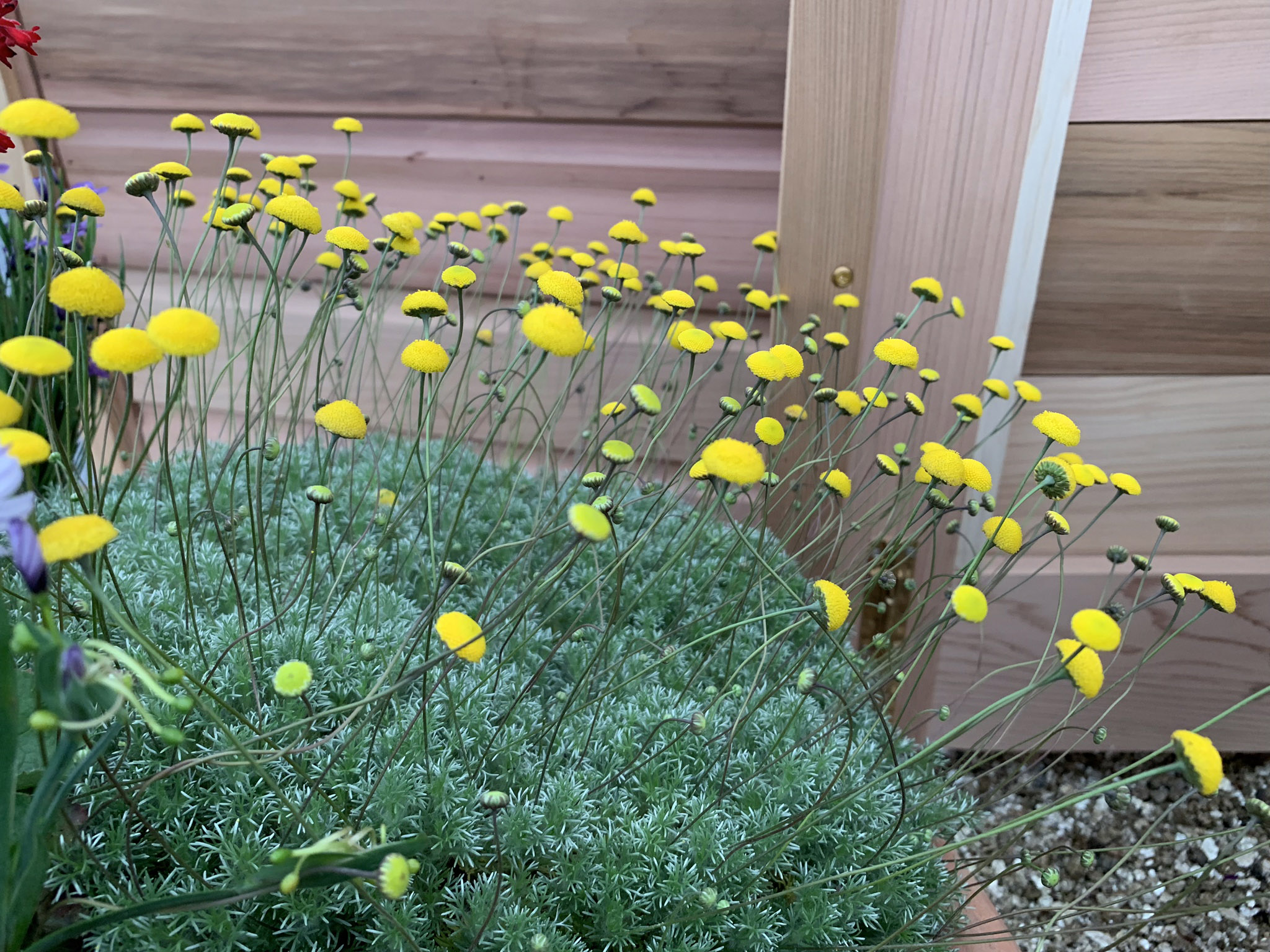 Cotula hispida - D'arcy and Everest