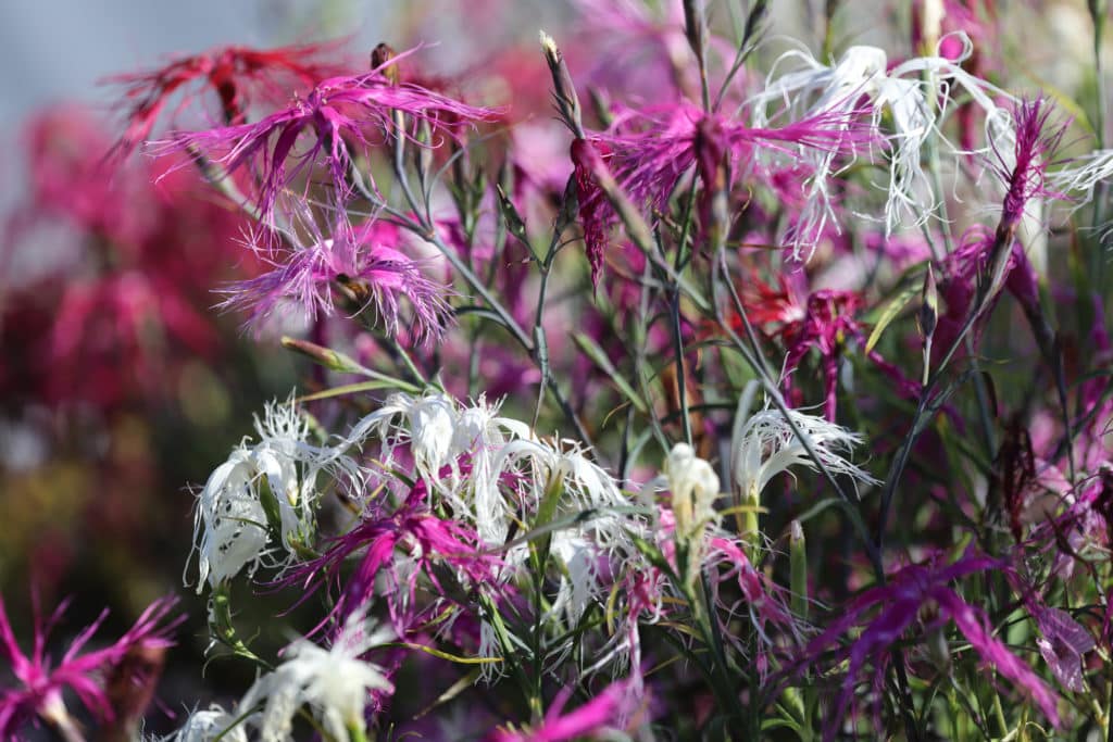 Dianthus isensis dancing geisha - D'arcy and Everest