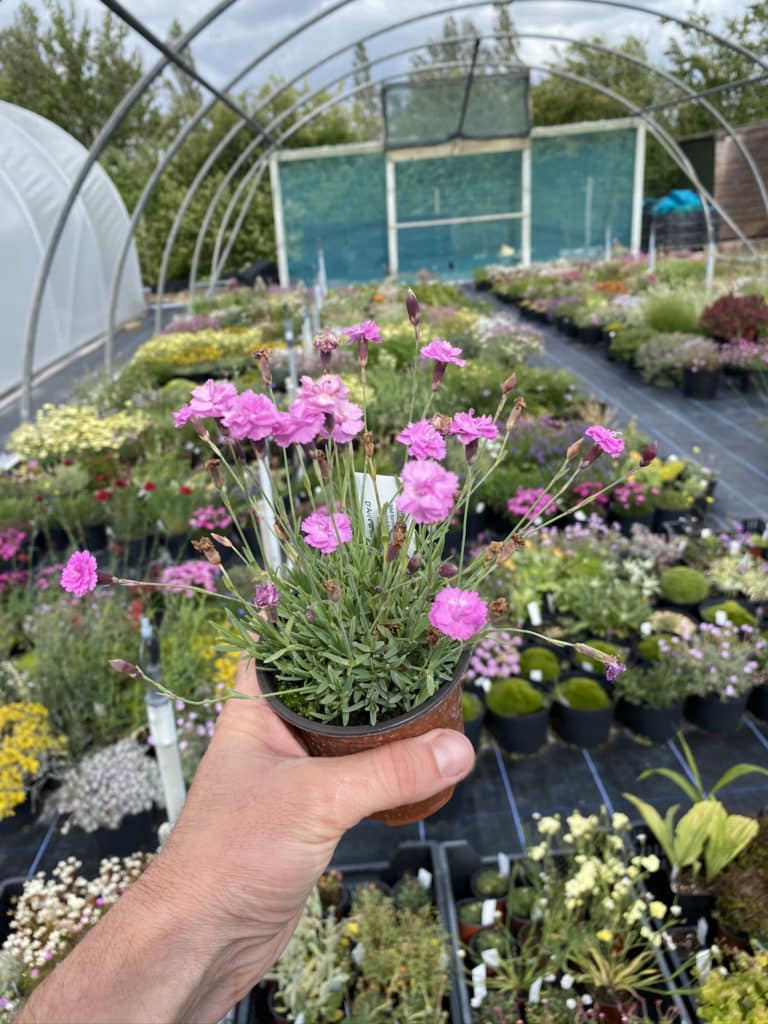 Dianthus gratianopolitanus 'Tiny Rubies' - D'arcy and Everest