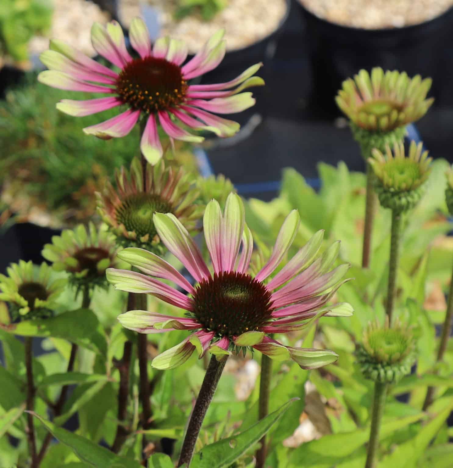 Echinacea purpurea 'Green Twister' - D'arcy and Everest