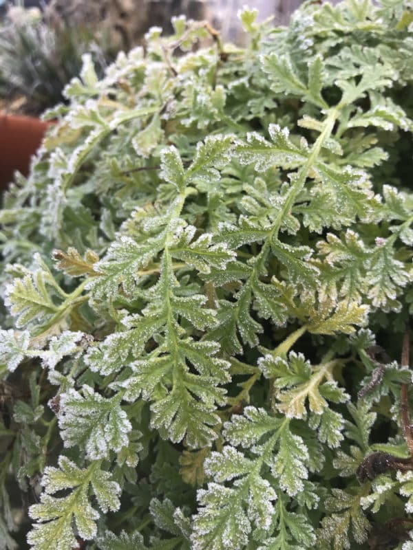 Erodium chrysanthum - D'arcy and Everest