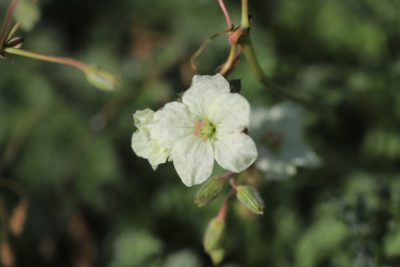 Erodium chrysanthum - D'arcy and Everest