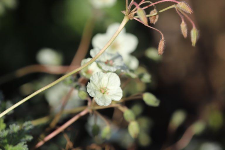Erodium chrysanthum - D'arcy and Everest