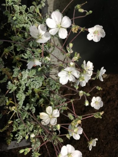 Erodium Pippa mills - D'arcy and Everest