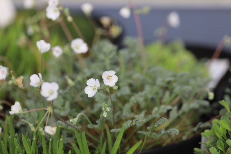 Erodium Pippa mills - D'arcy and Everest