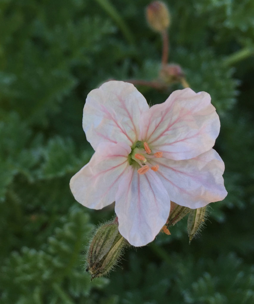 Erodium chrysanthum 'Pink Form' - D'arcy and Everest