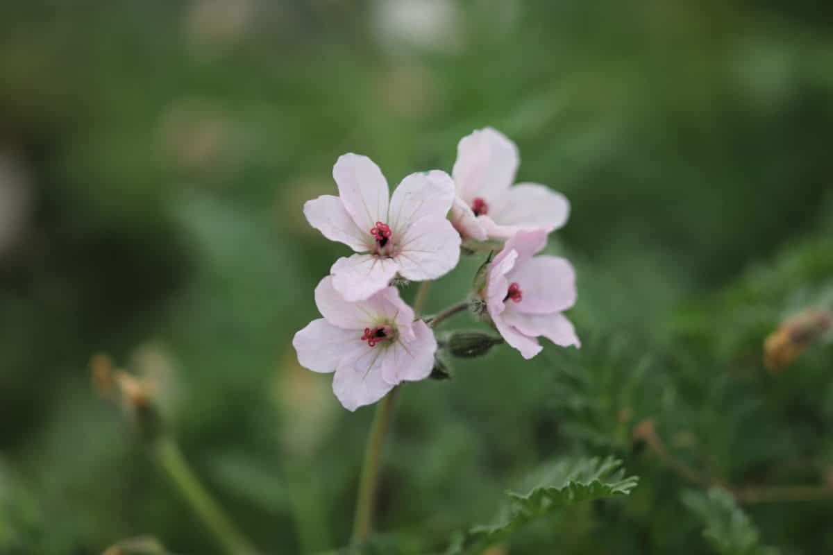 Erodium chrysanthum 'Pink Form' - D'arcy and Everest