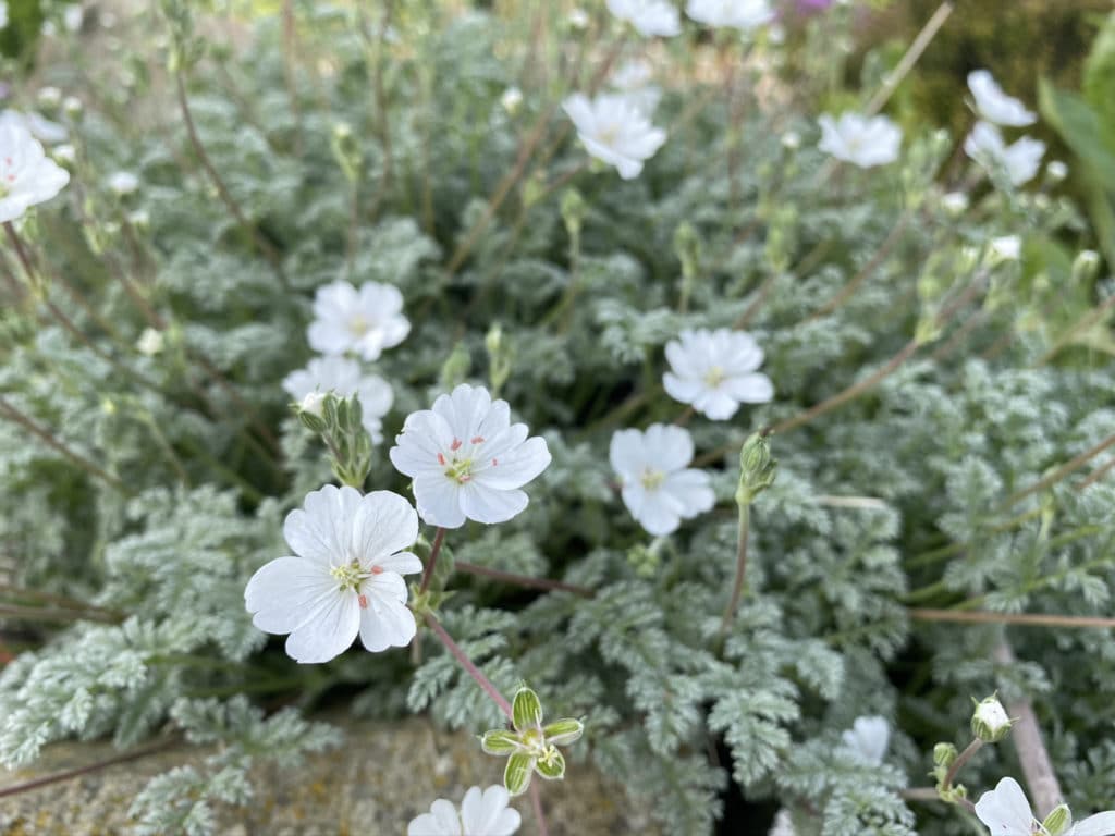 Erodium Pippa mills - D'arcy and Everest