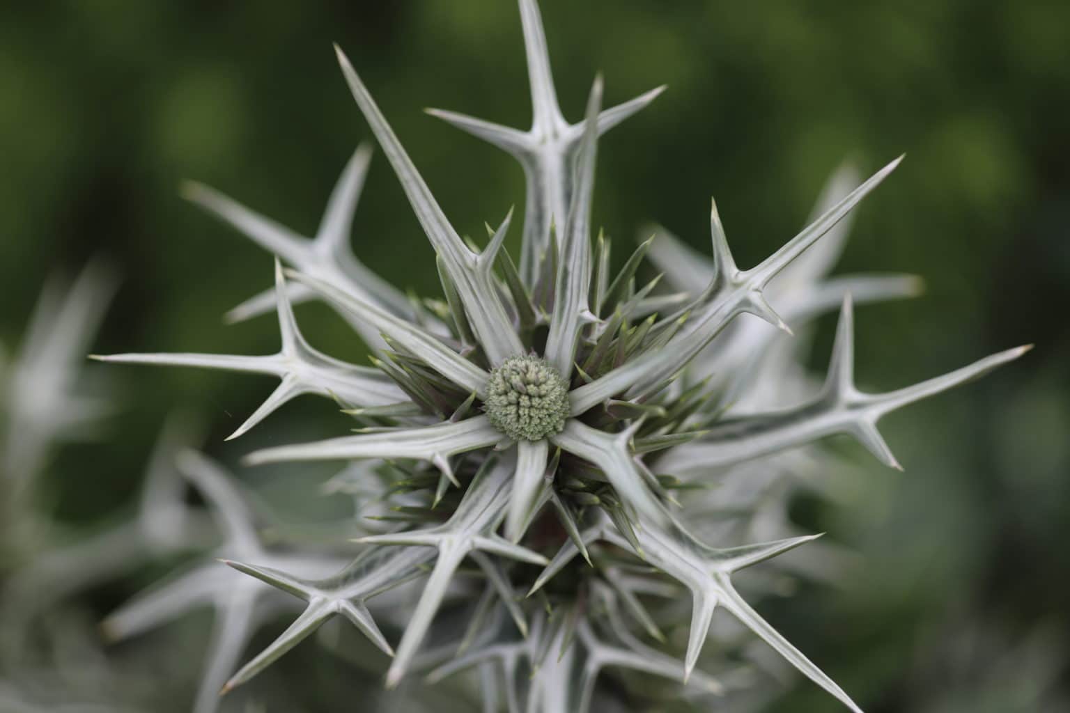 Eryngium variifolium - D'arcy and Everest