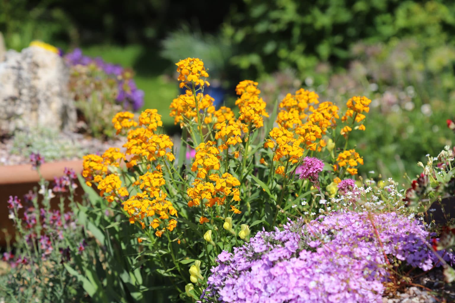 Erysimum allionii (Erysimum x marshallii) - D'arcy and Everest