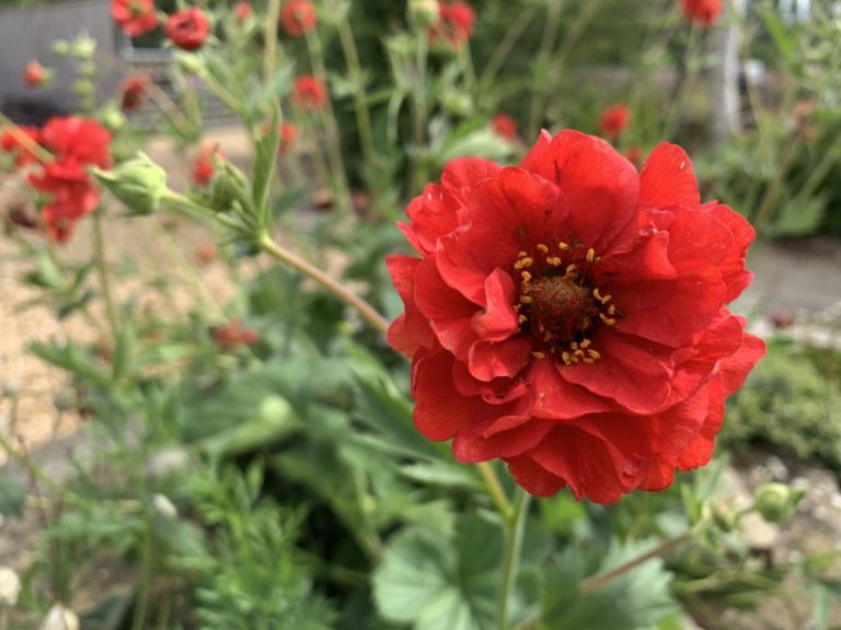 Geum chiloense 'blazing sunset' (Geum quellyon) - D'arcy and Everest