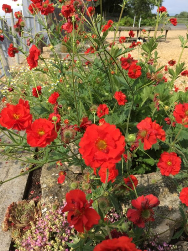 Geum chiloense 'blazing sunset' (Geum quellyon) - D'arcy and Everest