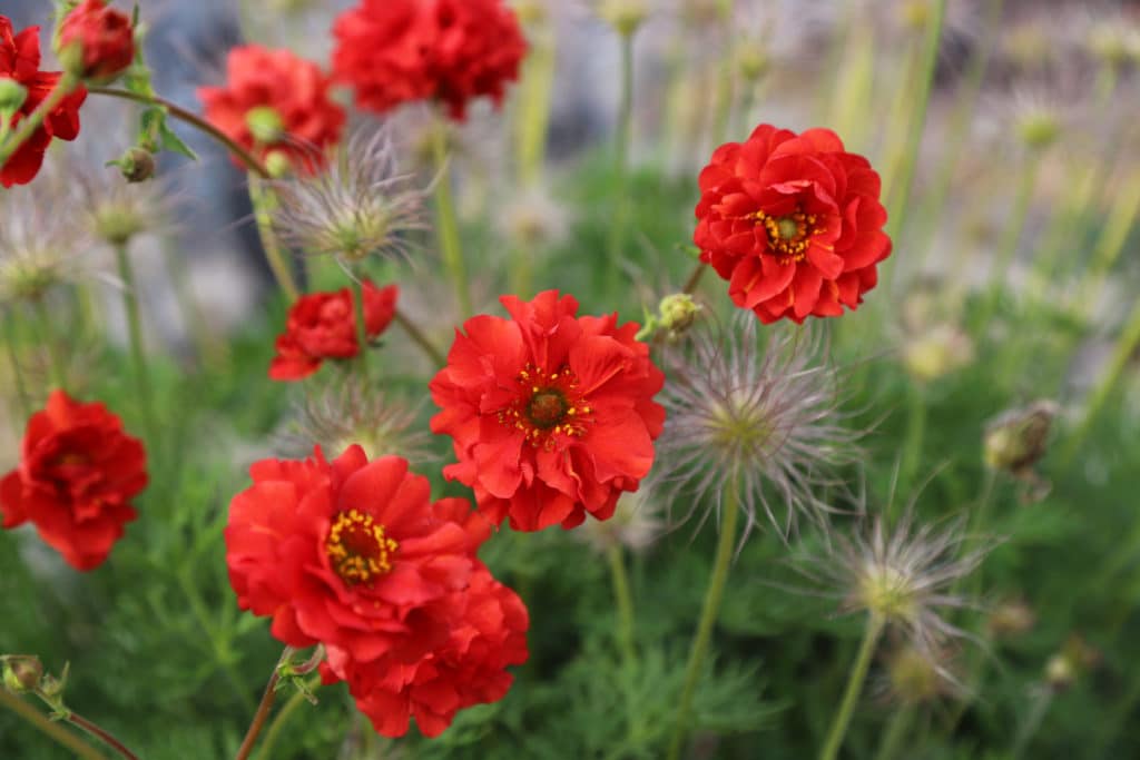 Geum chiloense 'blazing sunset' (Geum quellyon) - D'arcy and Everest