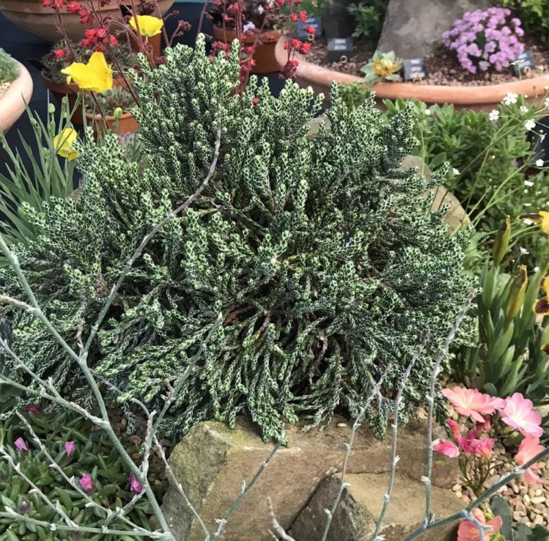 Helichrysum selago major ( Ozothamnus selago 'Major' ) - D'arcy and Everest