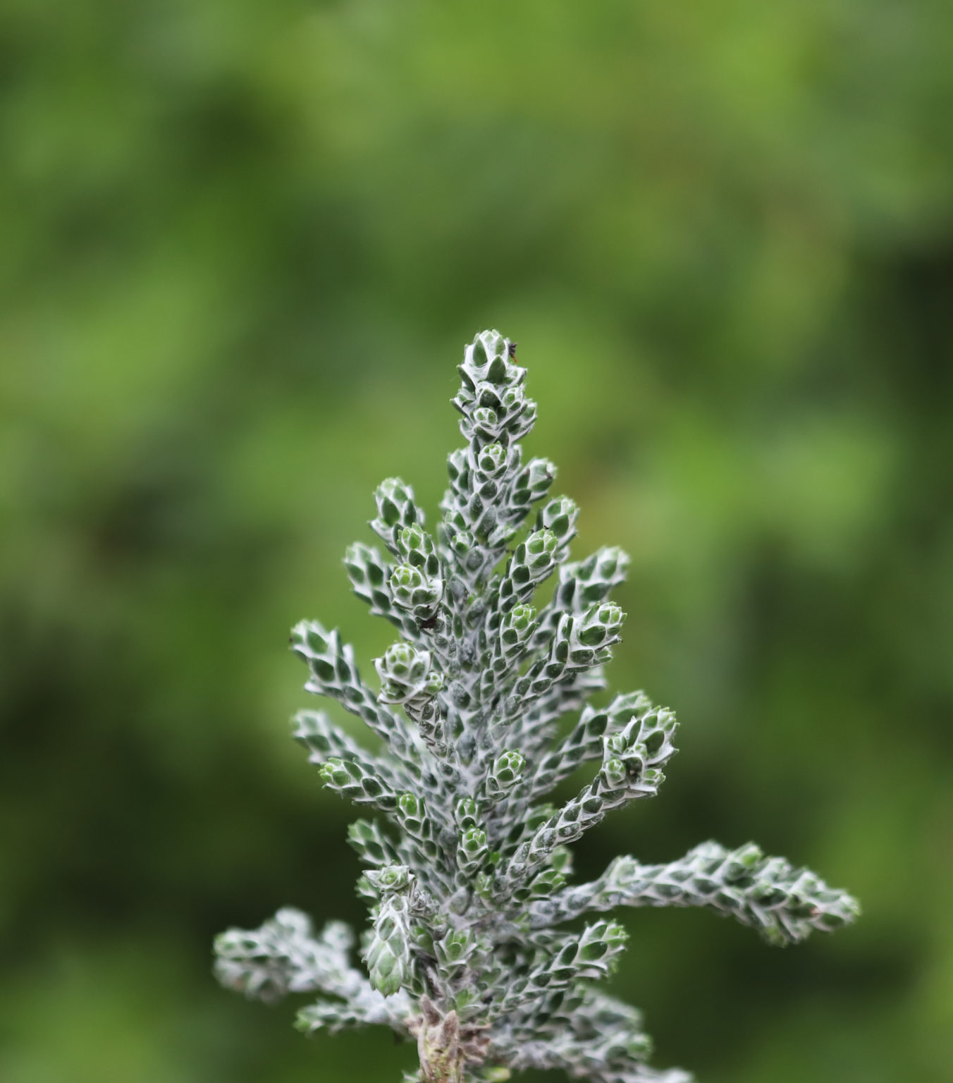 Helichrysum selago major ( Ozothamnus selago 'Major' ) - D'arcy and Everest