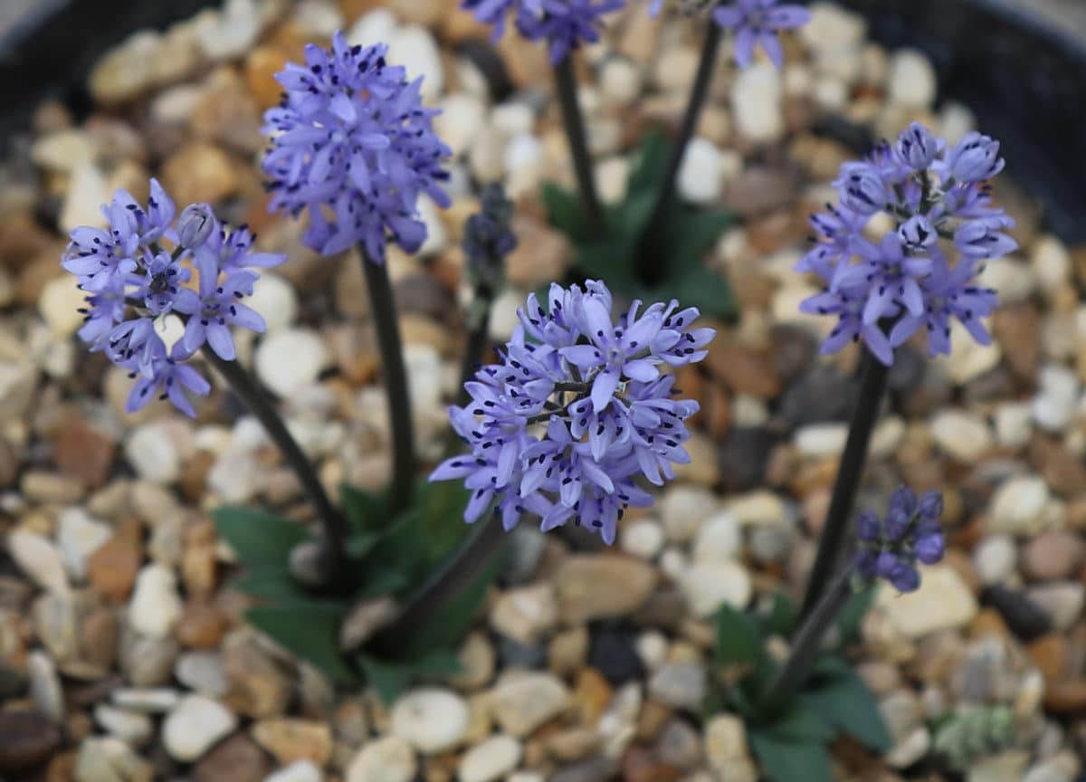 Hyacinthoides lingulata - D'arcy and Everest