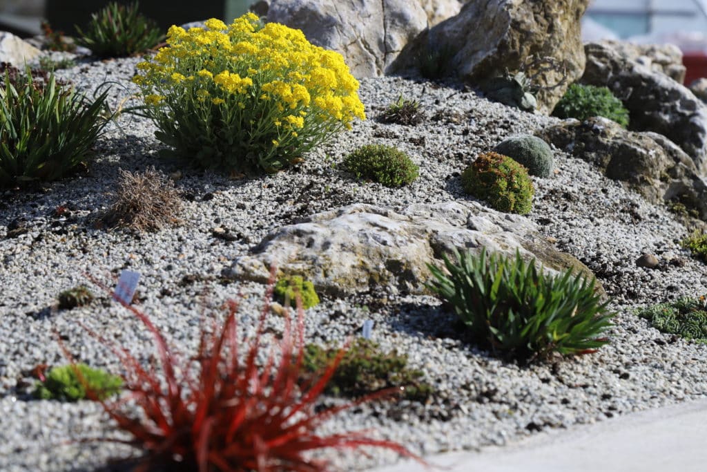 Alyssum Saxatile Summit - D'arcy and Everest