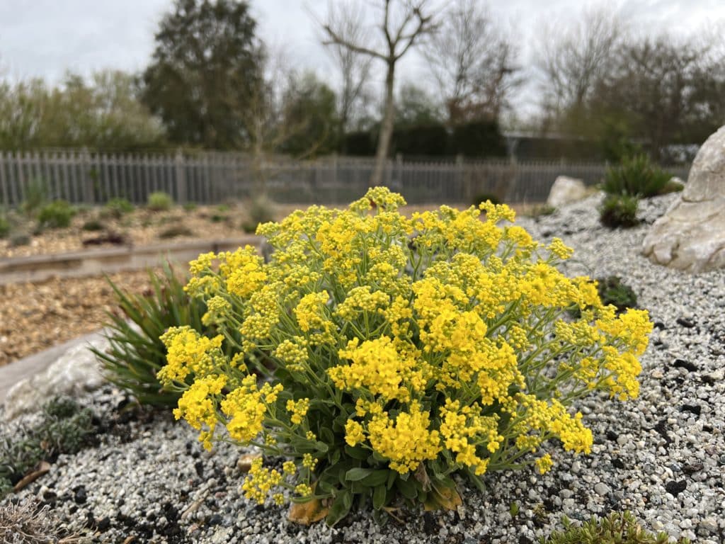 Alyssum Saxatile Summit - D'arcy and Everest