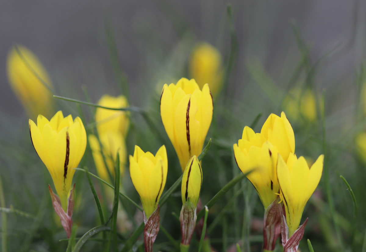 Alpine Plants - D'arcy and Everest Online Shop - The Gardeners Nursery