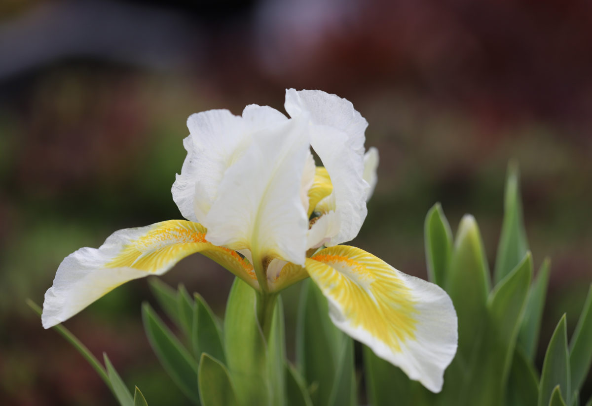 Iris Amphora - D'arcy and Everest