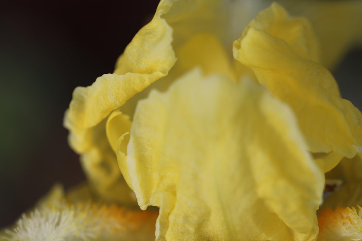 Iris Chicken Little - D'arcy and Everest