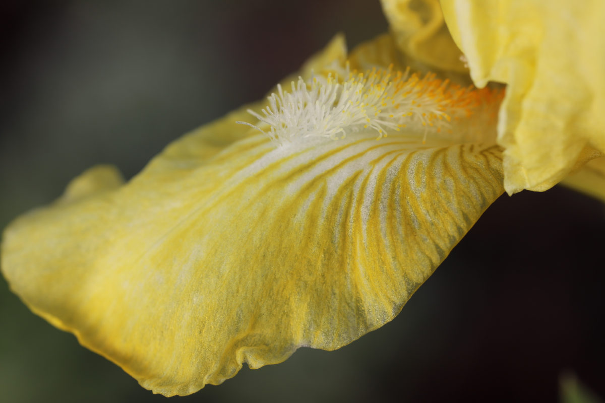 Iris Chicken Little - D'arcy and Everest